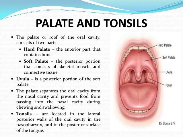 Roof Of The Mouth Anatomy