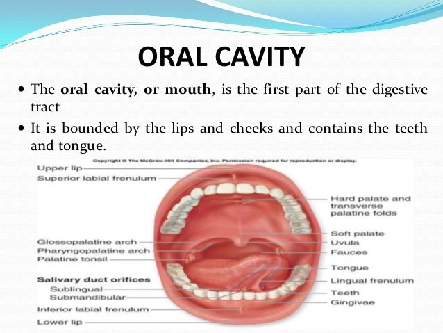 Frenulum Of The Cancer