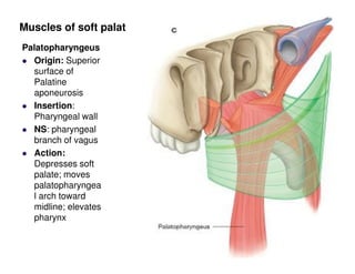 oral_cavity_2.pdf