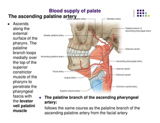 oral_cavity_2.pdf