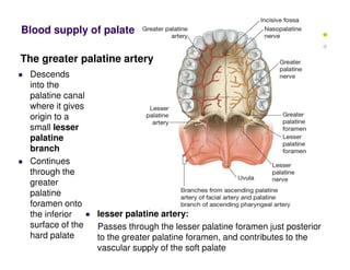 oral_cavity_2.pdf