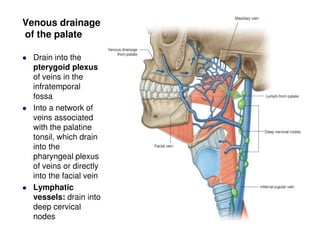 oral_cavity_2.pdf