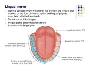 oral_cavity_2.pdf