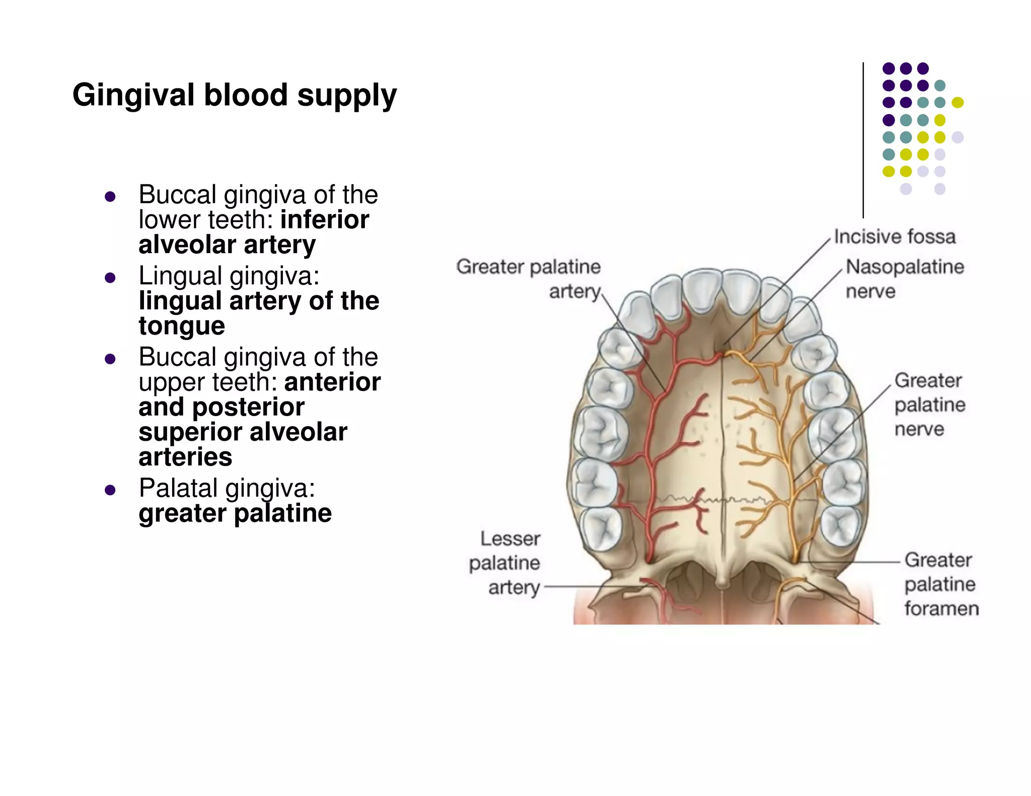 oral_cavity_3.pdf