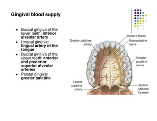 oral_cavity_3.pdf