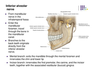 oral_cavity_3.pdf