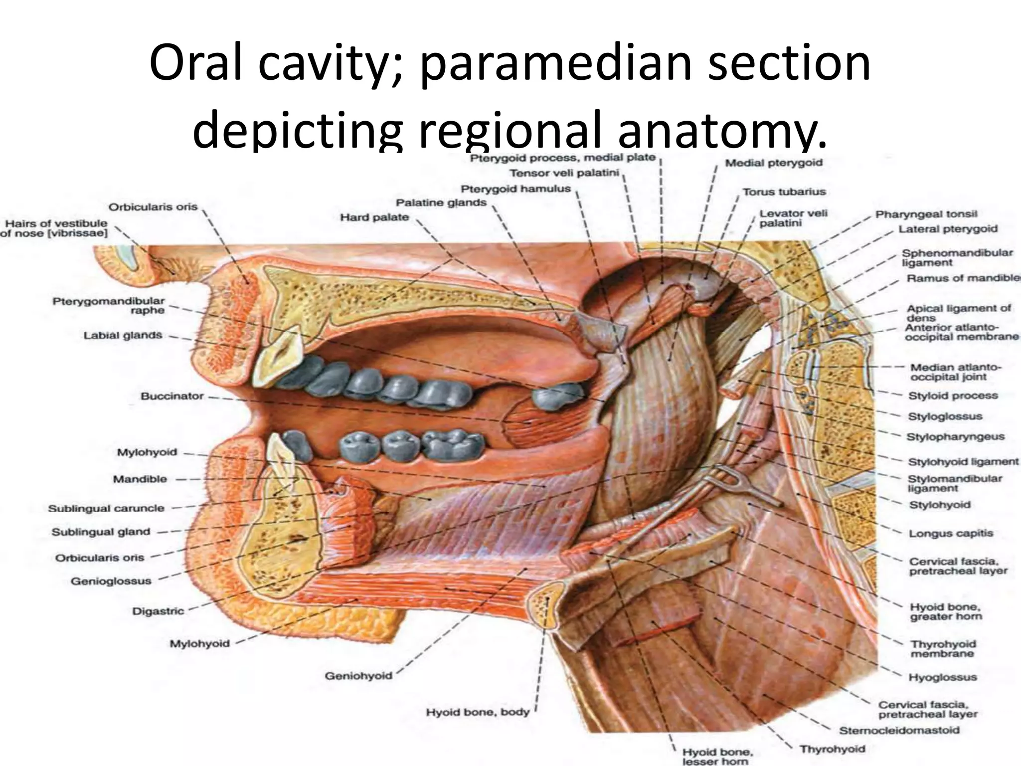 Oral cavity anatomy | PPTX