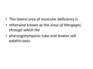 Oral cavity anatomy | PPTX