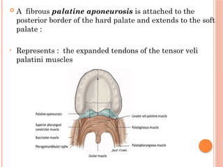 ORAL CAVITY ANATOMY.pptx anatomy of oral | PPTX