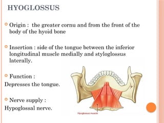 ORAL CAVITY ANATOMY.pptx anatomy of oral | PPTX