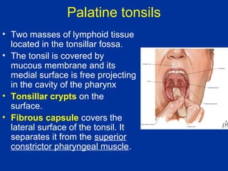 Oral cavity and pharynx short | PPT
