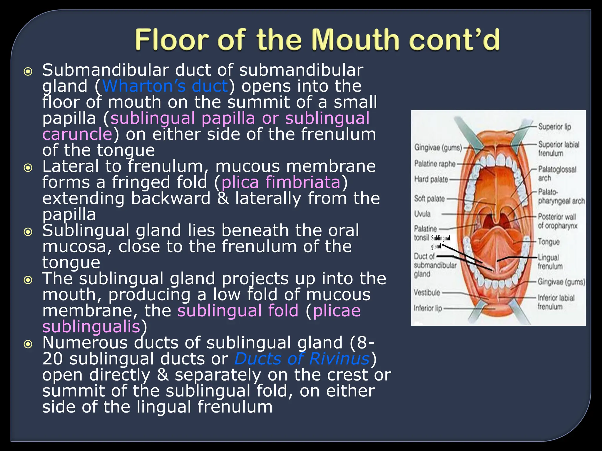 ORAL CAVITY & CONTENThhhhssjdhddhdhS.pdf