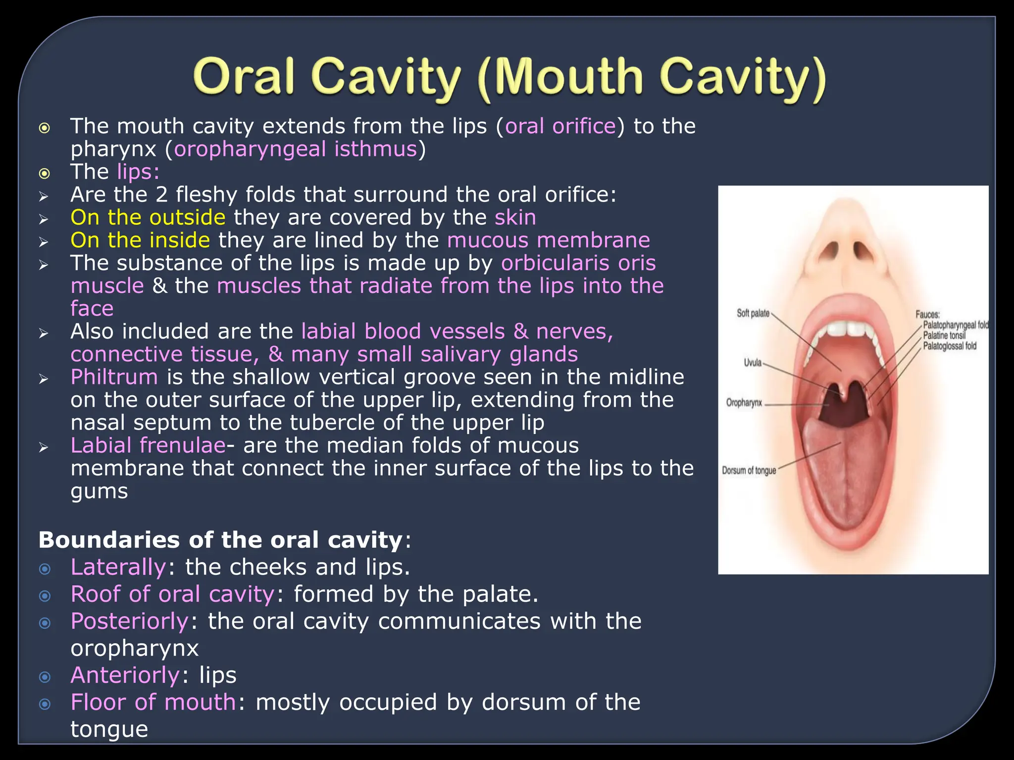 ORAL CAVITY & CONTENThhhhssjdhddhdhS.pdf
