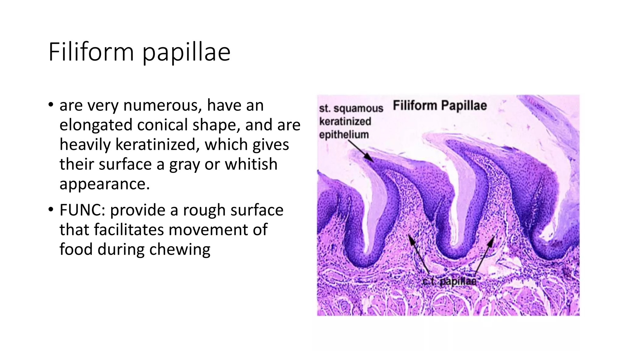 Oral cavity Histology | PPTX