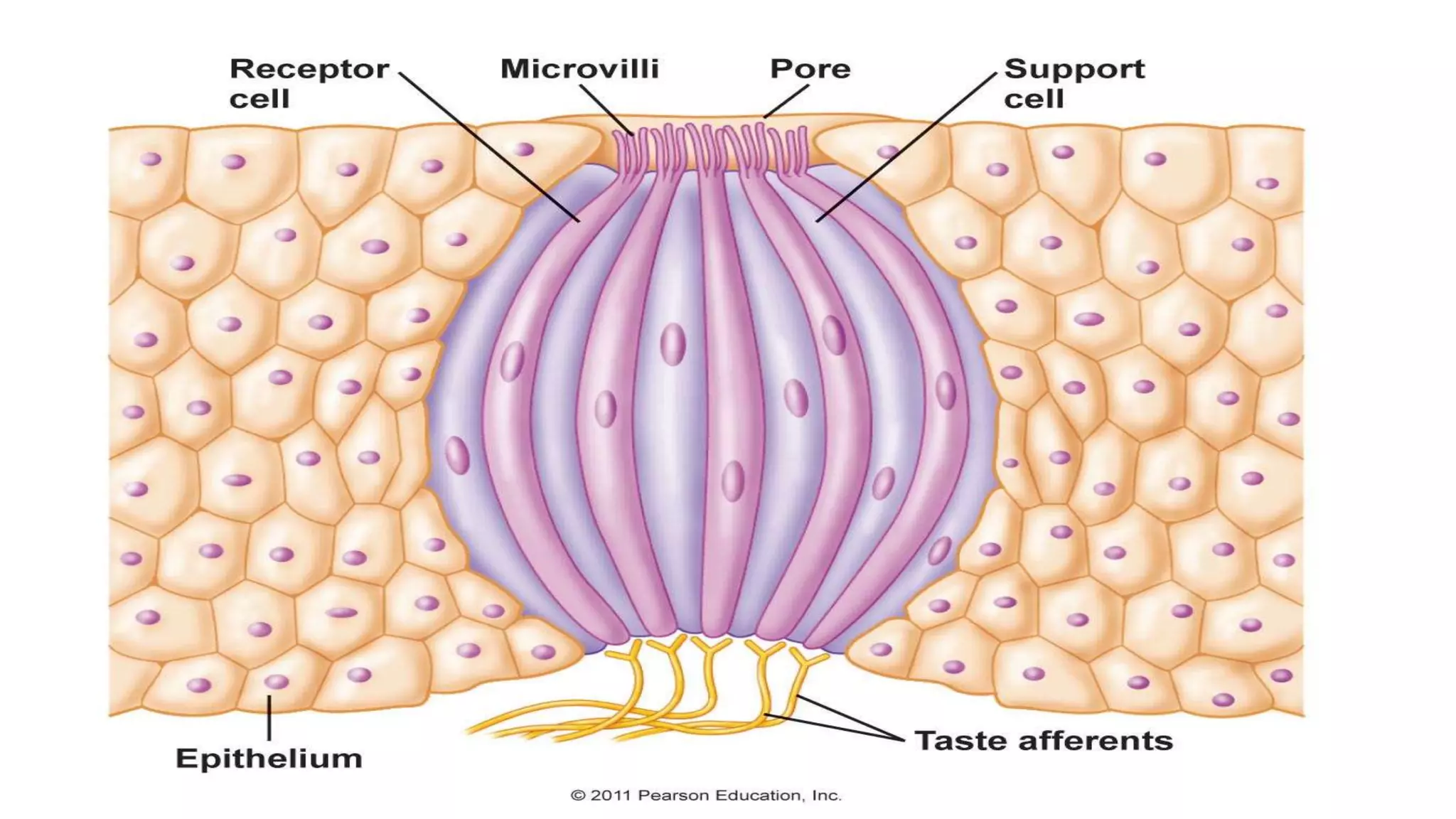 Oral cavity Histology | PPTX