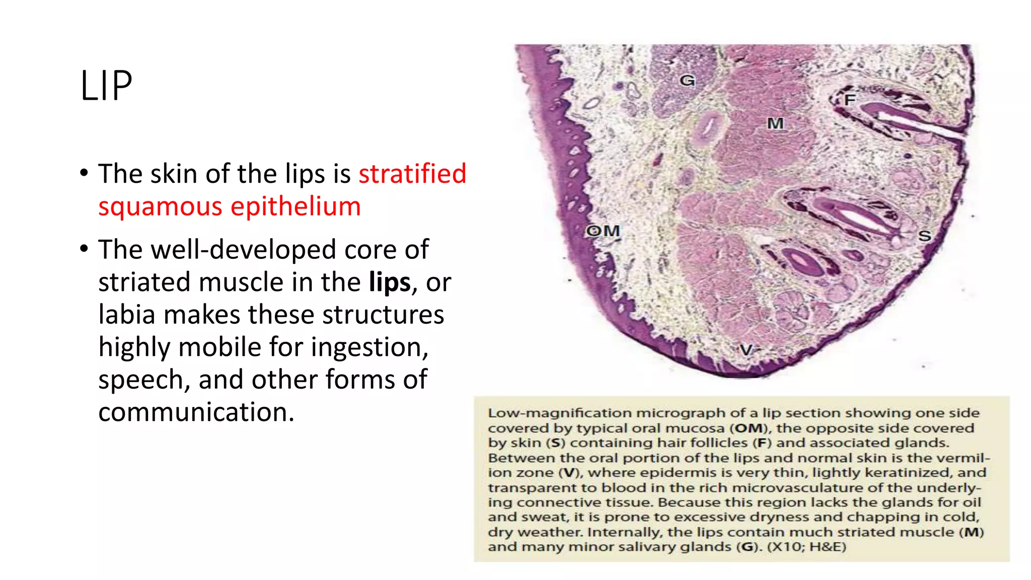 Oral cavity Histology | PPTX