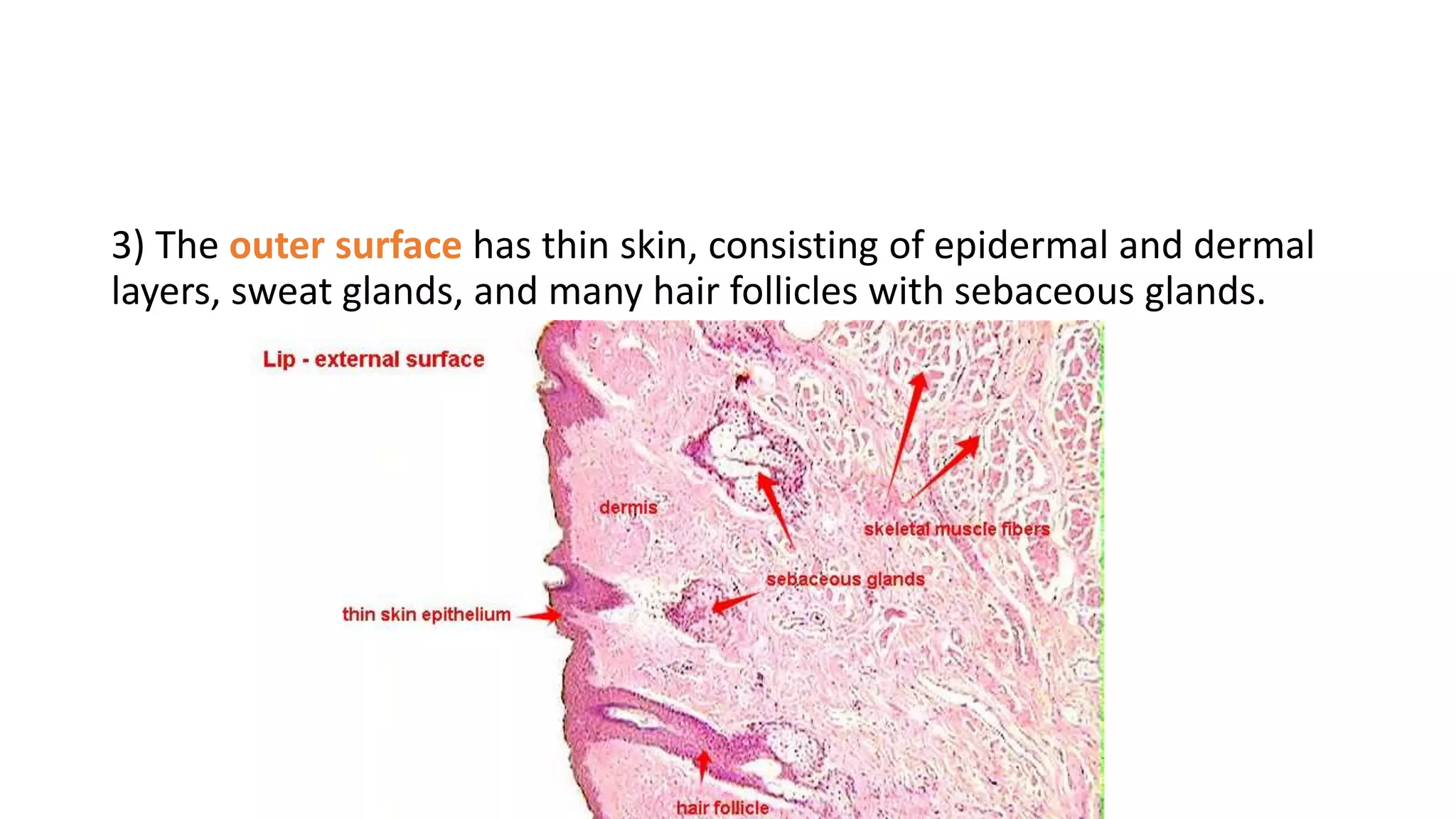 Oral cavity Histology | PPTX