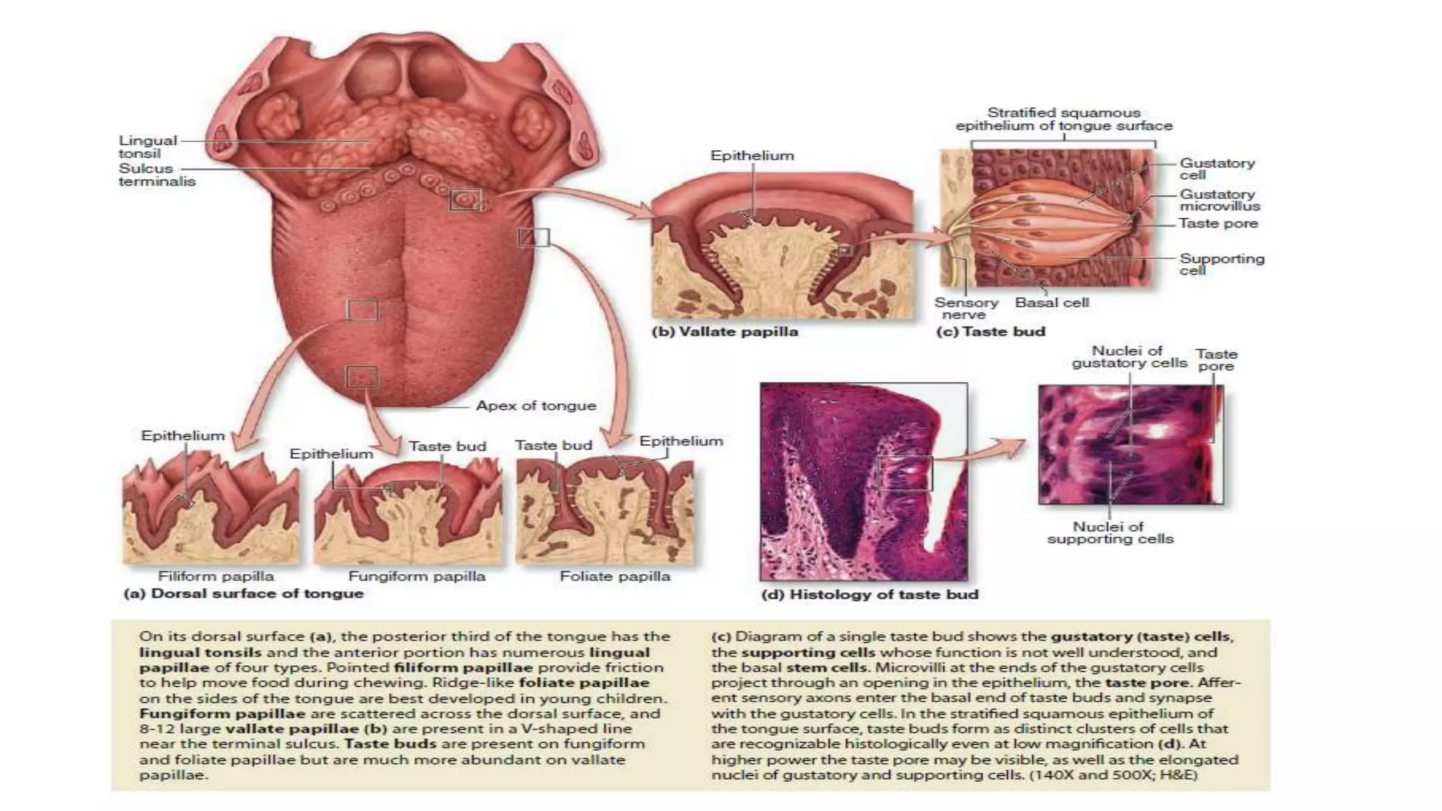 Oral cavity Histology | PPTX