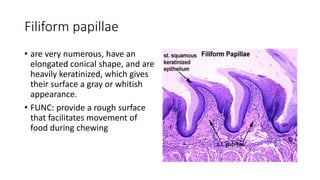 Oral cavity Histology | PPTX