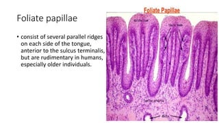 Oral cavity Histology | PPTX