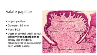 Oral cavity Histology | PPTX