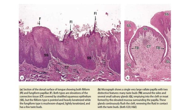 Oral cavity Histology | PPTX | Dental Health | Diseases and Conditions