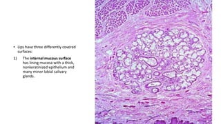 Oral cavity Histology | PPTX