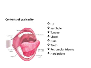 Oral cavity,oropharynx & SG for CII.pptx