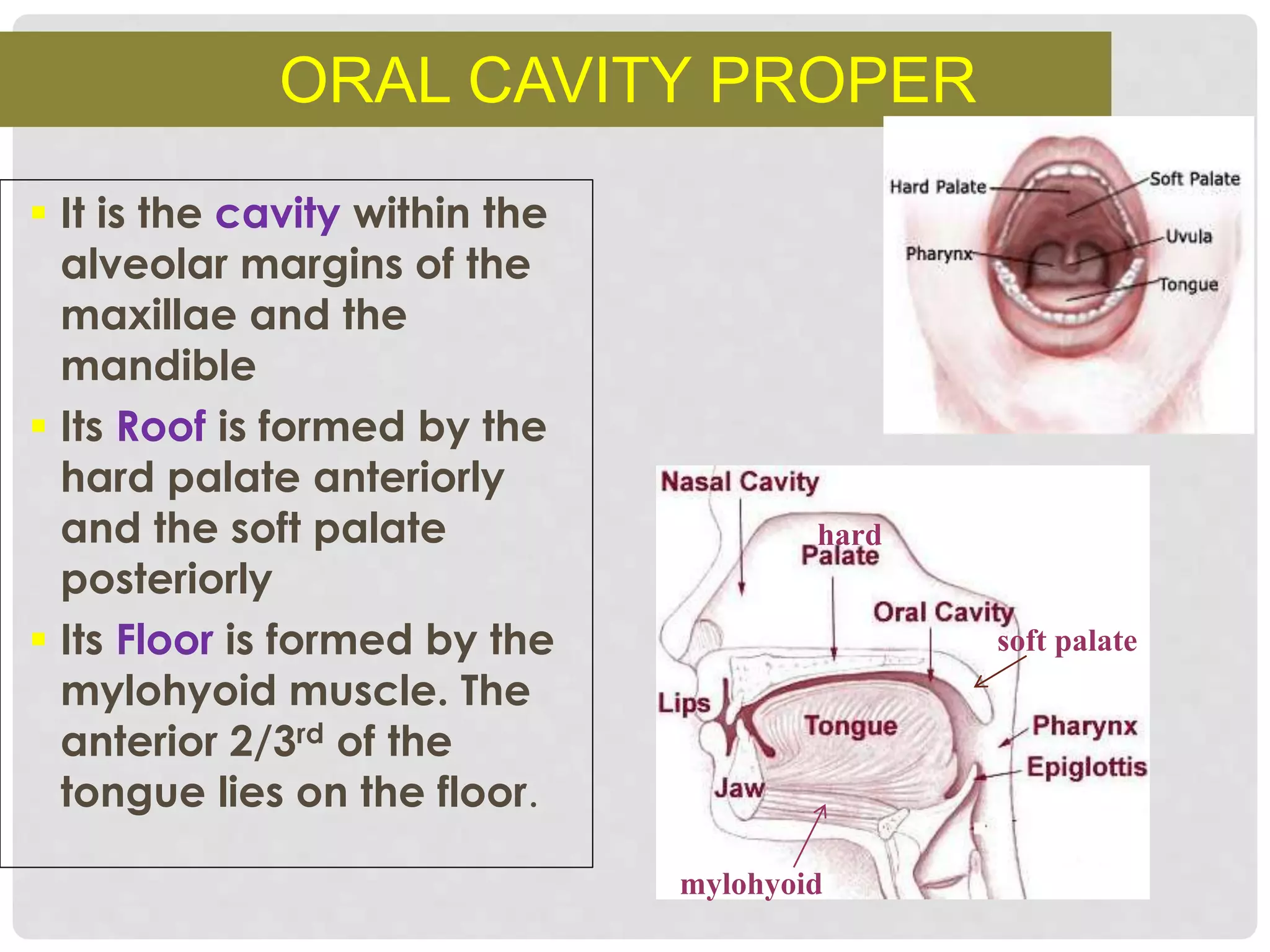 Oral cavity, pharynx | PPTX