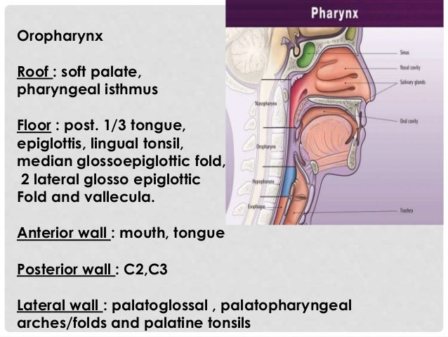 Oral cavity, pharynx