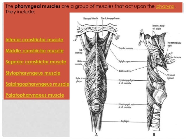 Origin of inferior pharyngeal constrictor muscle - billopositive