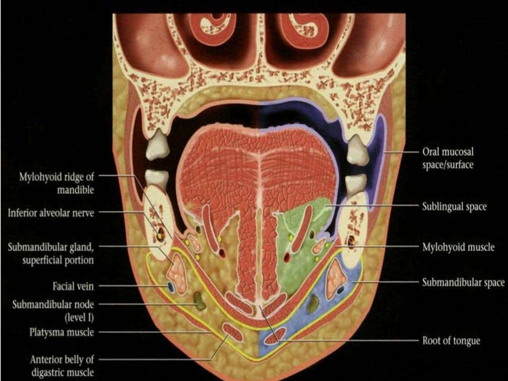Oral cavity, pharynx