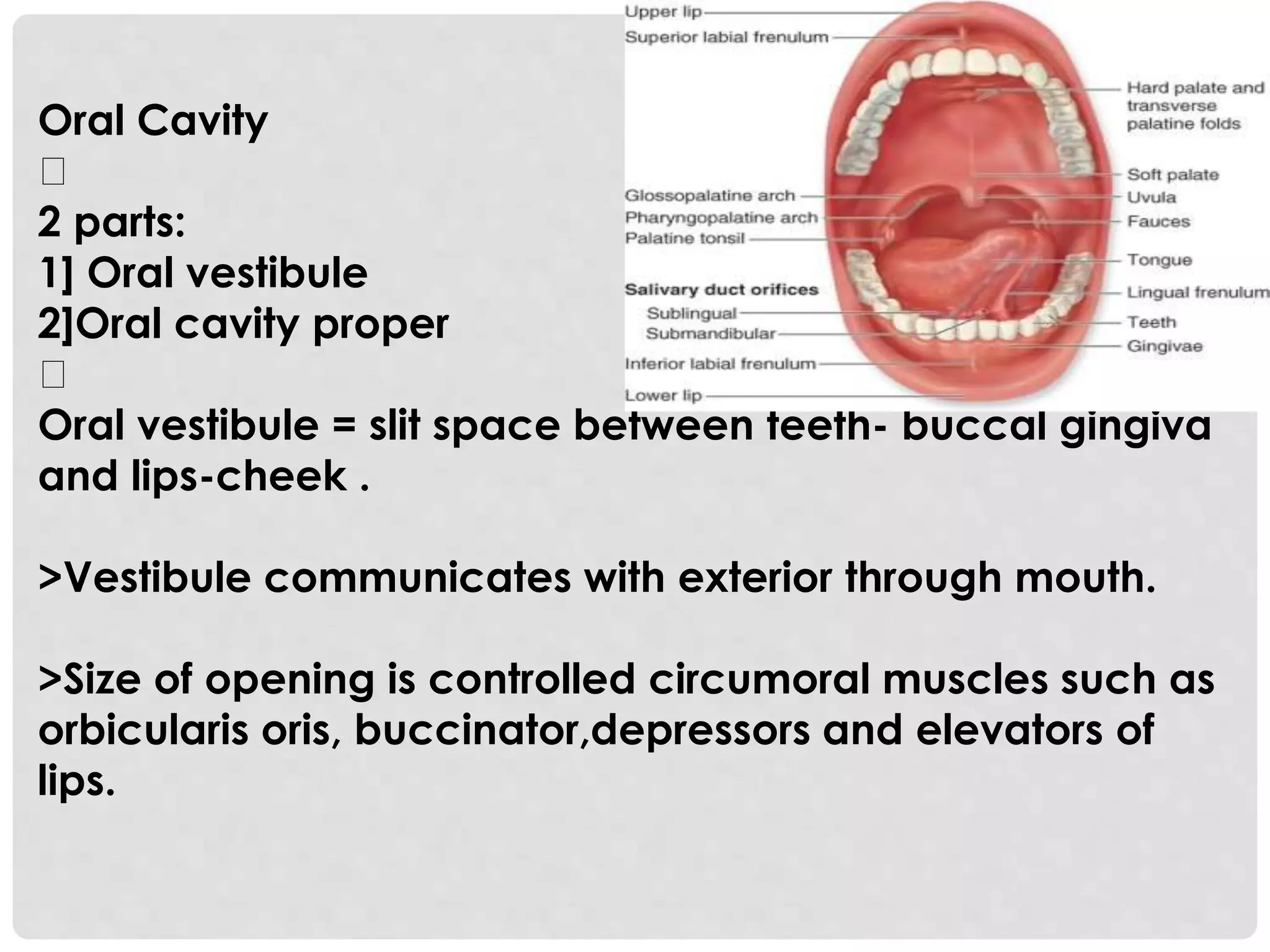 Oral cavity, pharynx radio-anatomy | PPTX