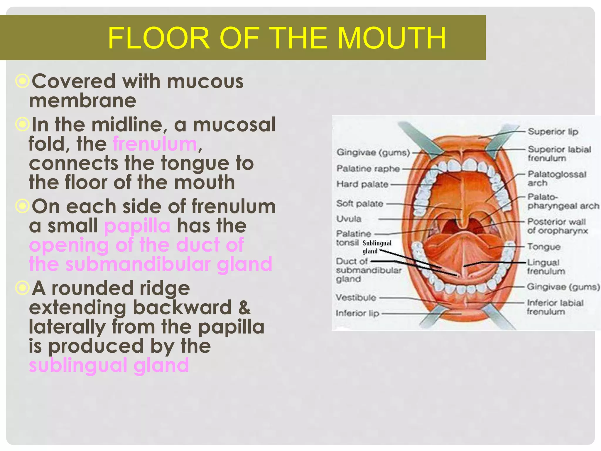 Oral cavity, pharynx radio-anatomy | PPTX
