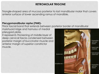 Oral cavity, pharynx radio-anatomy | PPTX