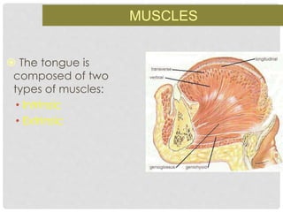 Oral cavity, pharynx radio-anatomy | PPTX