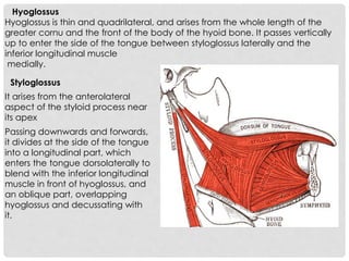 Oral cavity, pharynx radio-anatomy | PPTX