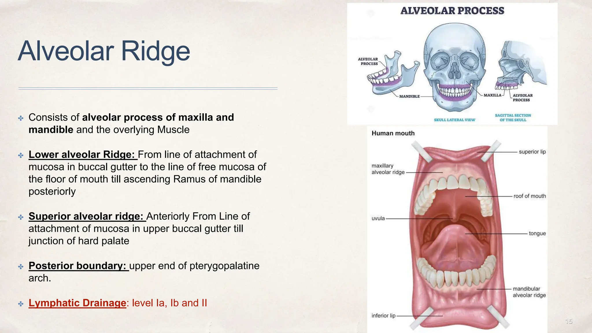 oral cavity radiology.pptx radiation oncology | PPTX
