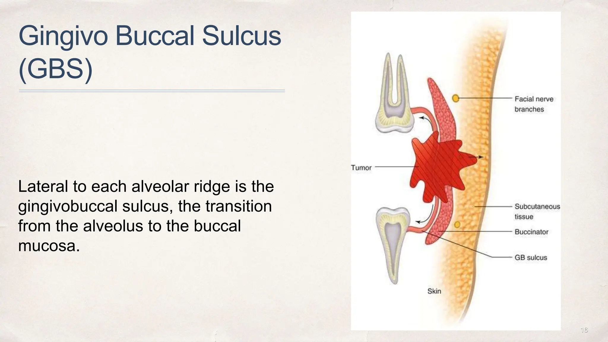oral cavity radiology.pptx radiation oncology | PPTX