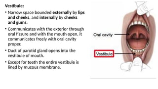 Human anatomy of Oral Cavity, Salivary Gland.pptx