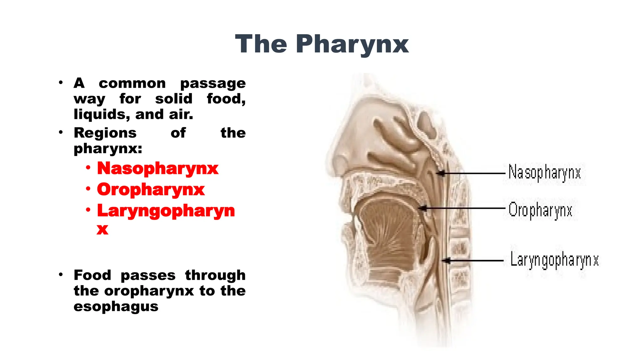 ORAL CAVITY, SALIVA, SALIVARY GLANDS, NERVE SUPPLY, PHARYNX & ESOPHAGUS.pptx