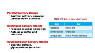 ORAL CAVITY, SALIVA, SALIVARY GLANDS, NERVE SUPPLY, PHARYNX & ESOPHAGUS ...