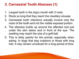 oral cavity slavery gland dog cat small animal surgery.pptx