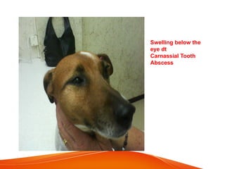 oral cavity slavery gland dog cat small animal surgery.pptx | Ear, Nose ...