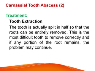 oral cavity slavery gland dog cat small animal surgery.pptx | Ear, Nose ...