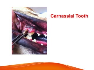 oral cavity slavery gland dog cat small animal surgery.pptx | Ear, Nose ...