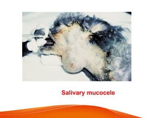oral cavity slavery gland dog cat small animal surgery.pptx