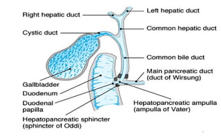 TOPIC MEDICAL IMAGING ORAL CHOLECYSTOGRAPHY.ppt