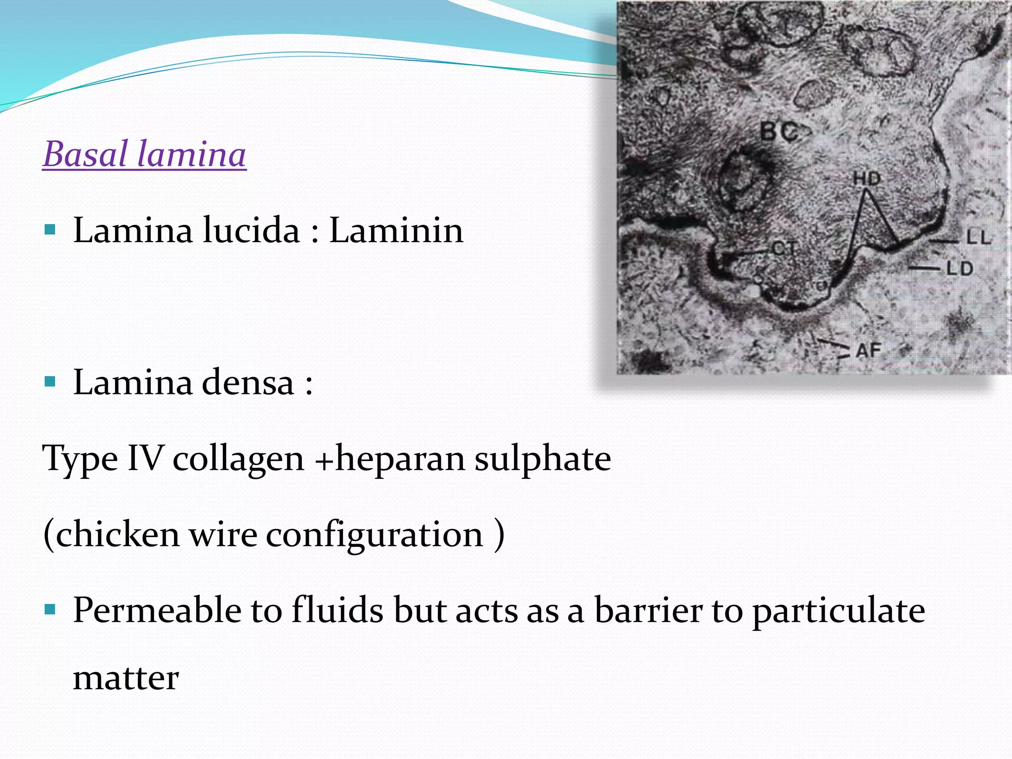 Oral epithelium | PPTX