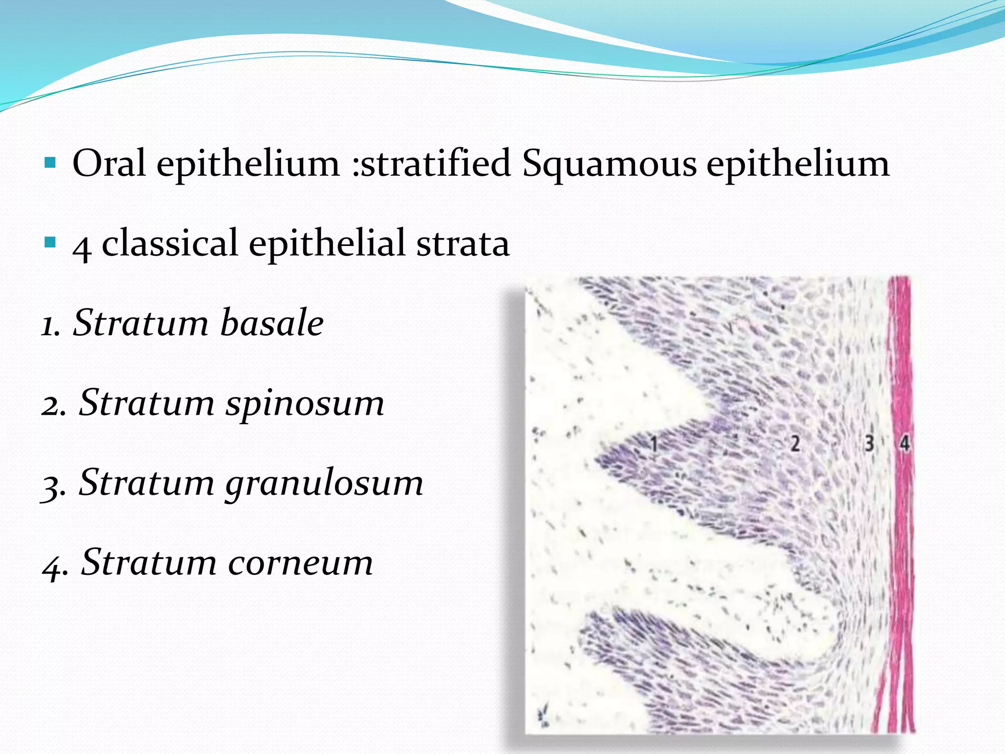 Oral epithelium | PPTX